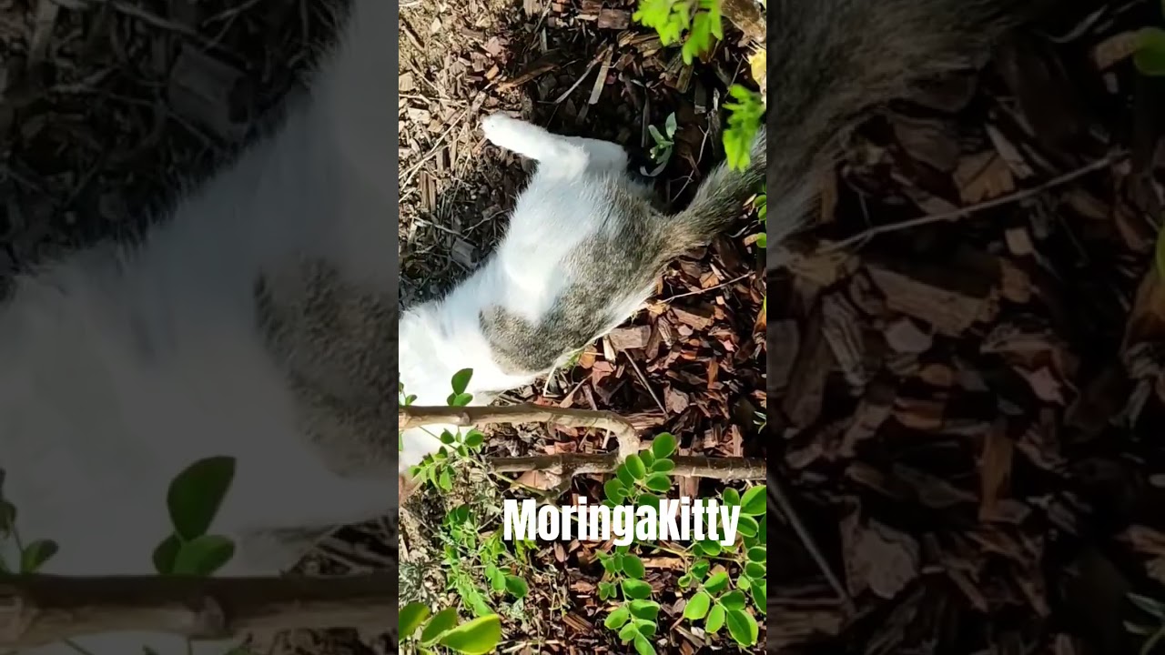 Meet MoringaKitty #moringa #cats #pets #