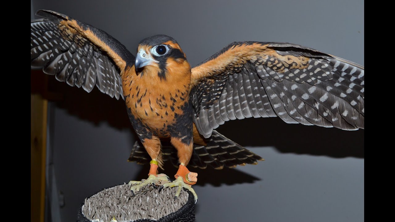 Falconry: Introduction to Aplomado falcons
