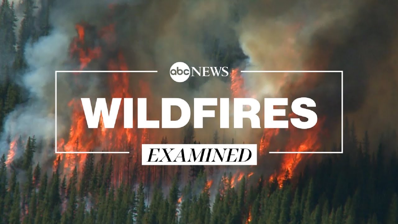 How climate change and forest management make wildfires harder to contain l ABC News