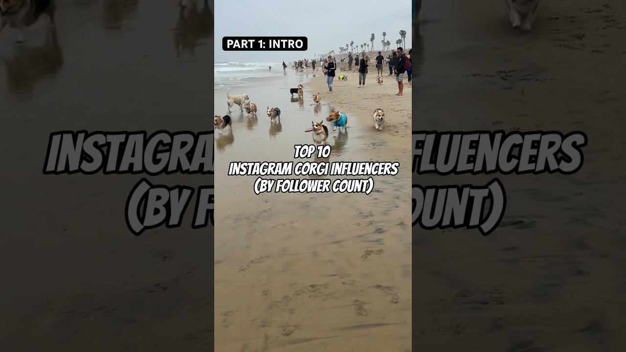 Top 10 Corgi Influencers On Instagram: Part 1 - Intro #shorts #corgi
