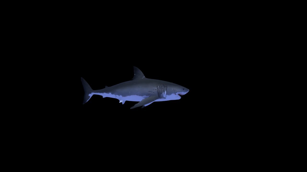 Shark Swim Alpha Loop - No Copyright