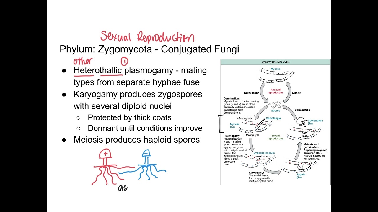 Fungi - Zygomycota Updated Audio