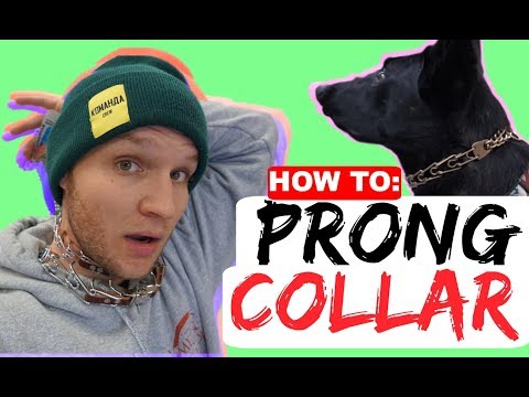 How to properly fit a prong collar - Sizing and position of the prong collar - Dog Training Collars