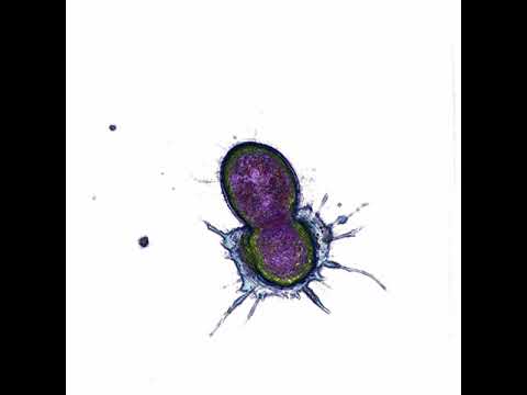 STEM CELLS: Long Term Live Imaging of Mouse Embryonic Stem Cells for 15 hours - Digitally Stained