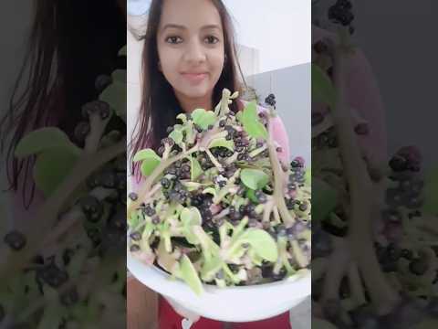 Malabar spinach growing (Bachali kura) seeds harvesting for new crop #gardening #leafyvegetable