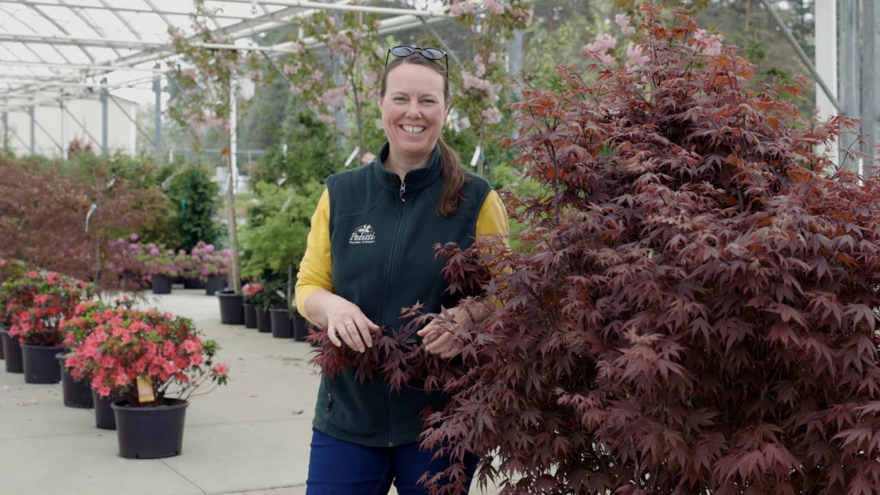 PETITTI Japanese Maple Tree Spotlight | How to Grow and Care For Acer palmatum