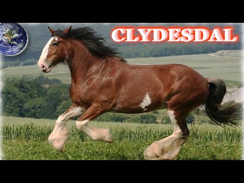 TOP Beautiful Clydesdal Horses in the World