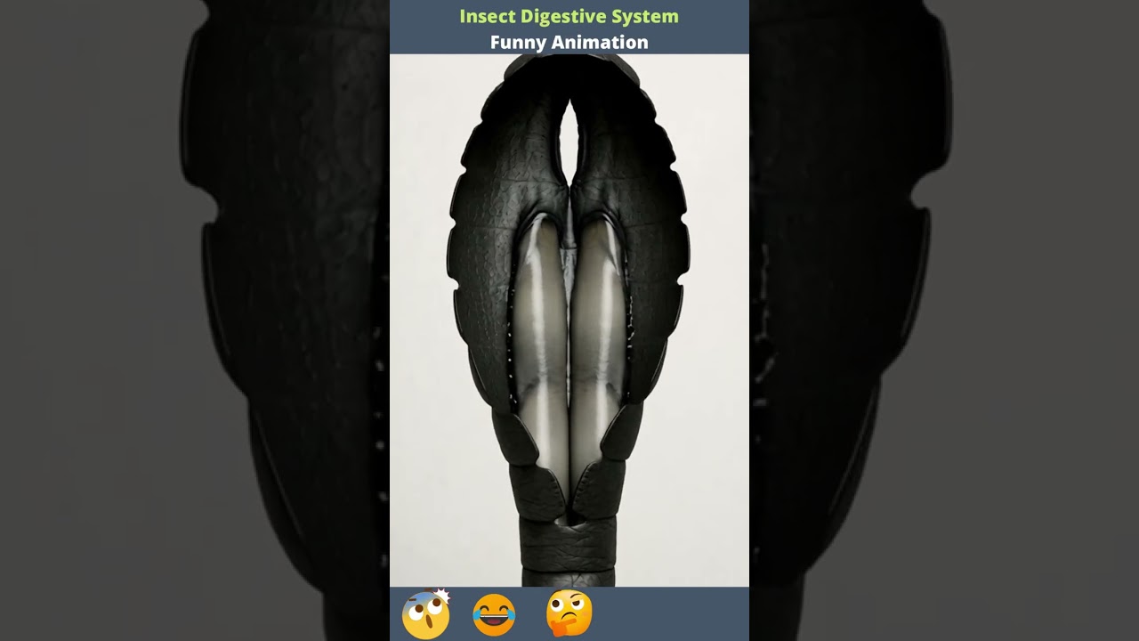 #insects #insectanatomy