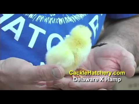 Delaware X Hampshire (Indian River) Chicks for Sale | Cackle Hatchery