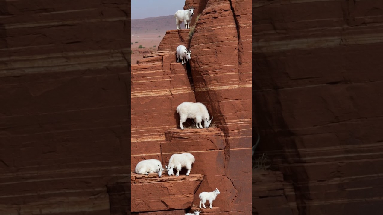 [Wild Moment] 🐐 Mountain goat: Gravity-Defying Mountain Goats on Red Cliffs