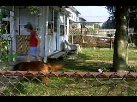Best Friends Forever: Humane Society of Berks County