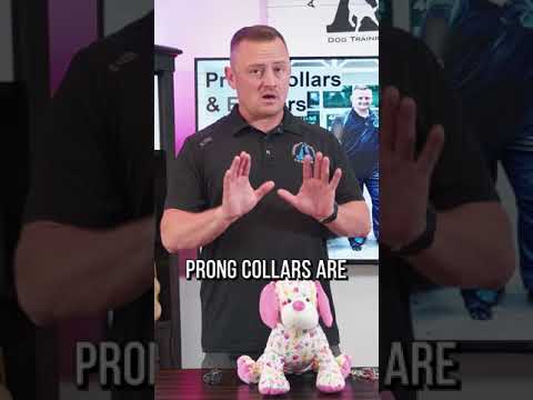 Want to find the best prong collar to get for your dog and how to get the perfect walk? #shorts