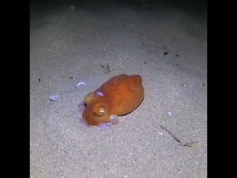 Sand octopus hides in plain sight (kaurna octopus)