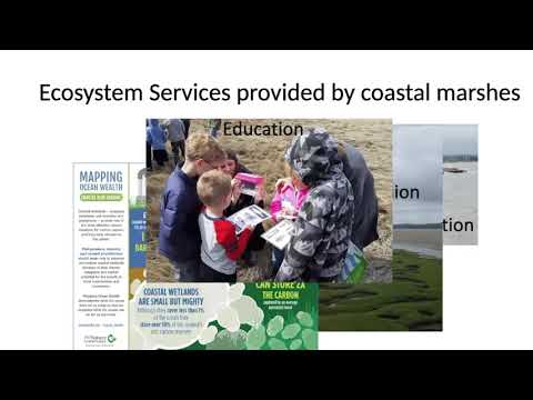 Salt marshes - why are they so important?