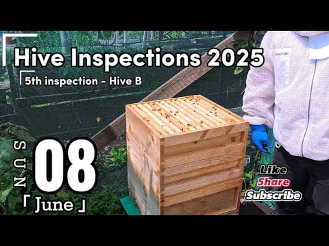 Colmeia B: Inspeção N.5 em 2025 | Hive B: Inspection N.5 in 2025