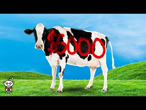 r/MaliciousCompliance | I WROTE A CHECK ON A COW!!! - Reddit Stories