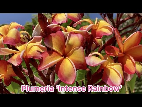 🔴Plumeria 'Intense Rainbow' ~ Frangipani **Please Visit channel to watch all 45 Types of Plumeria