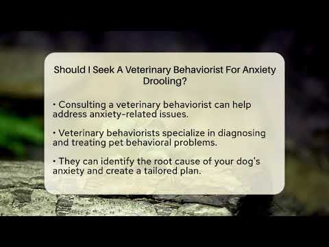 Should I Seek A Veterinary Behaviorist For Anxiety Drooling? - PetGuide360.com
