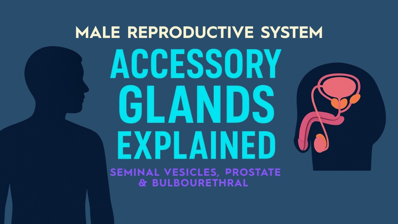 Male Accessory Glands Explained | Seminal Vesicles, Prostate & Bulbourethral Functions