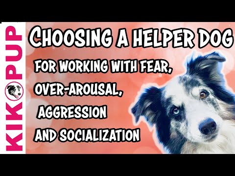 Choosing a helper dog - Professional Dog Training
