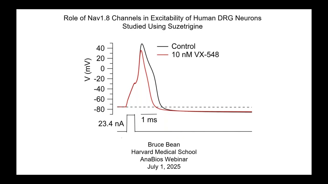 Role of Nav1.8 Channels Regulating Human DRG Neuron Excitability Using Suzetrigine | Dr. Bruce Bean