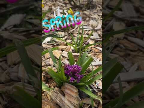 Printemps