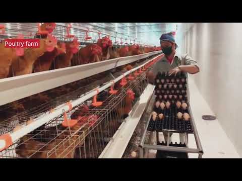 Digital poultry farm.