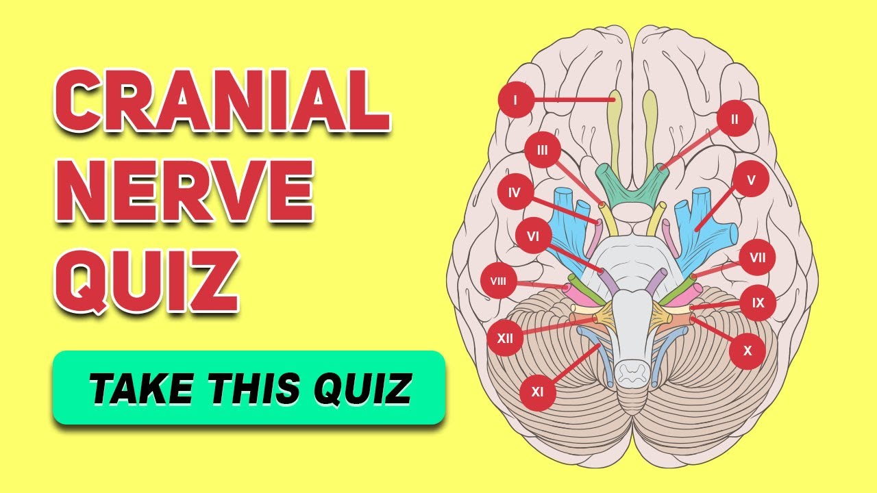 Cranial Nerve Quiz | Human Anatomy and Physiology
