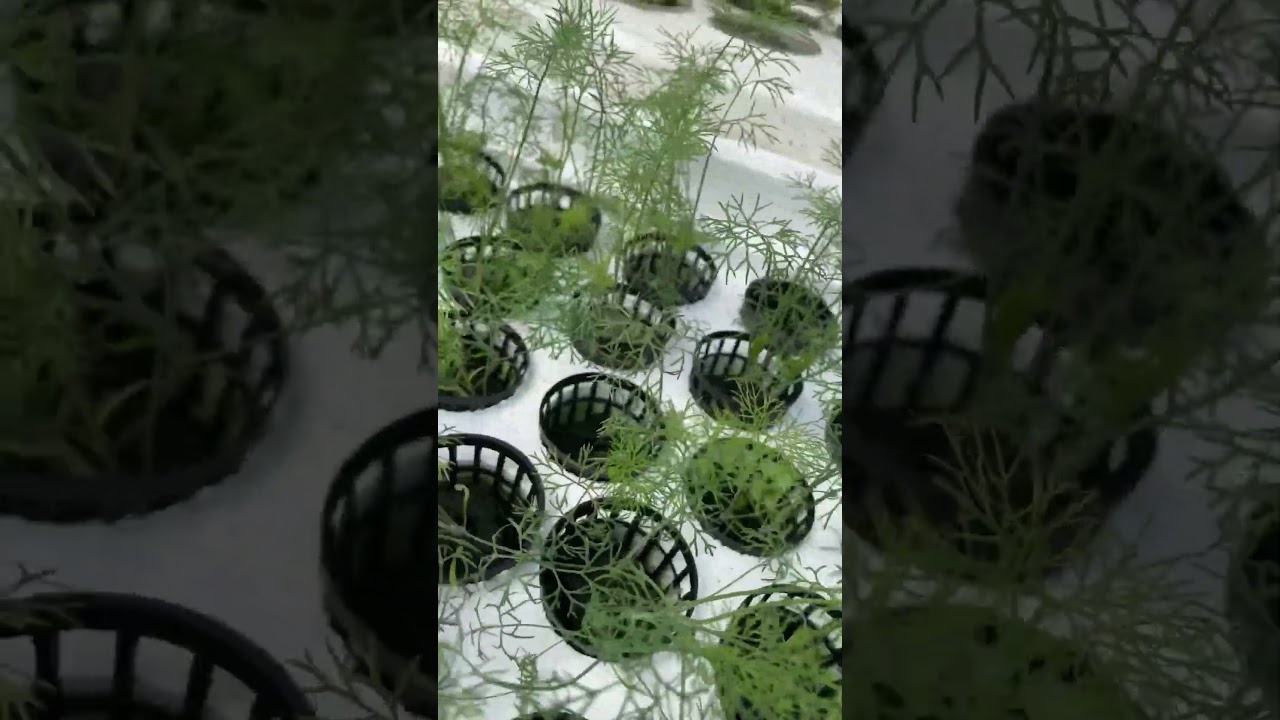 Chef 🧑‍🍳 green d #greenchef #nature #chef #greenliving