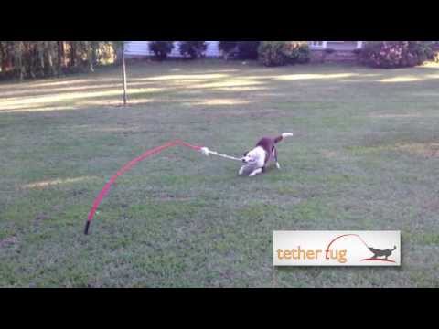 The Best Dog Toy Ever! Tether Tug Outdoor Dog Toy