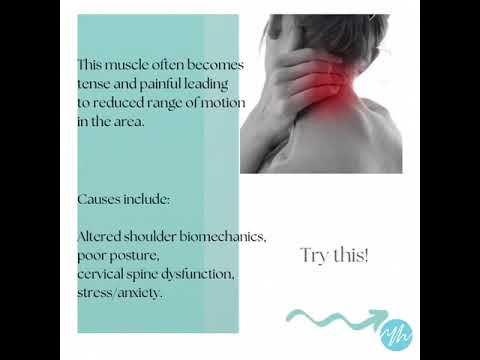 Levator scapulae muscle