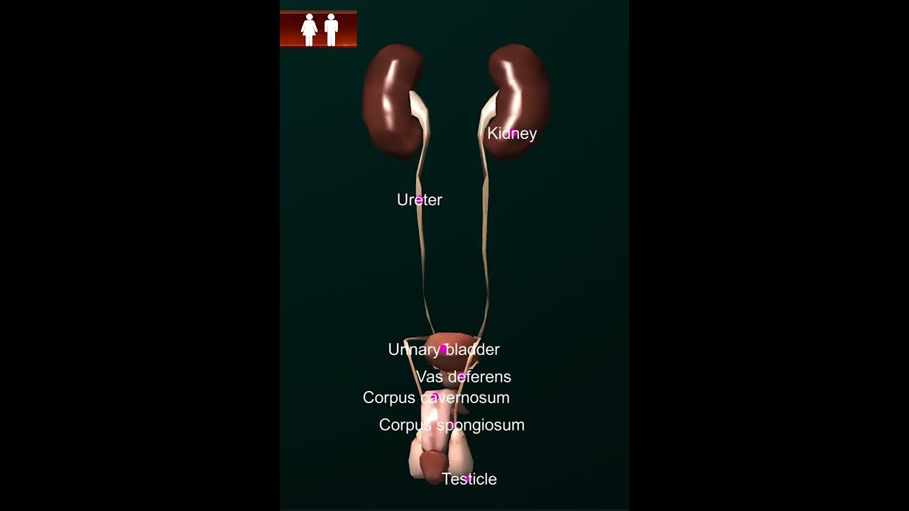male urinary track animation video