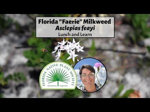 Liminal Spaces: The Biogeography of Florida Faerie Milkweed (Asclepias feayi) with Kara Driscoll