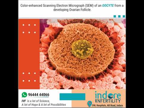 Scanning Electron Micrographs | SEM | HUMAN OVARIAN FOLLICLE