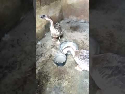 Chinese geese A pair available +2347041913121
