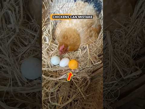 How Farmers Trick Chickens with 'Dummy Eggs' #shorts