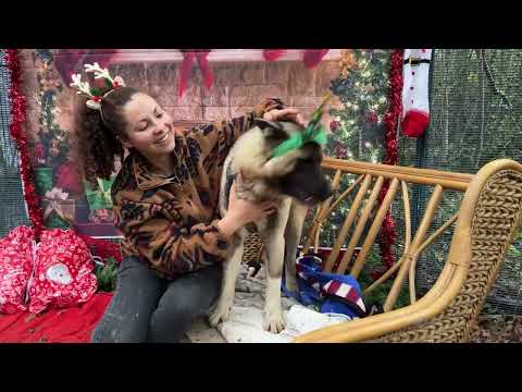 Rescue Remedies Christmas Fundraiser 2024