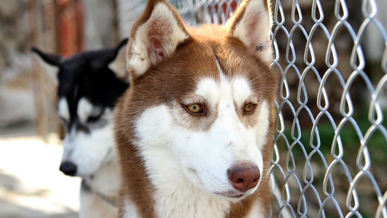 What is the significance of the blue eyes in Siberian Huskies?