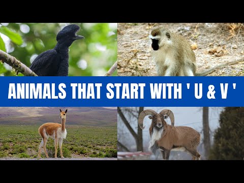 Animals That Start With " U & V " for Babies & Toddlers
