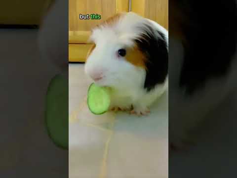 ABYSSINIAN DELIGHT: UNVEILING THE CHARMING GUINEA PIG BEAUTY! 🌈🐹