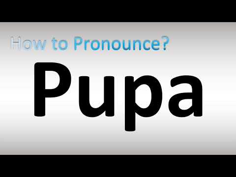 How to Pronounce Pupa