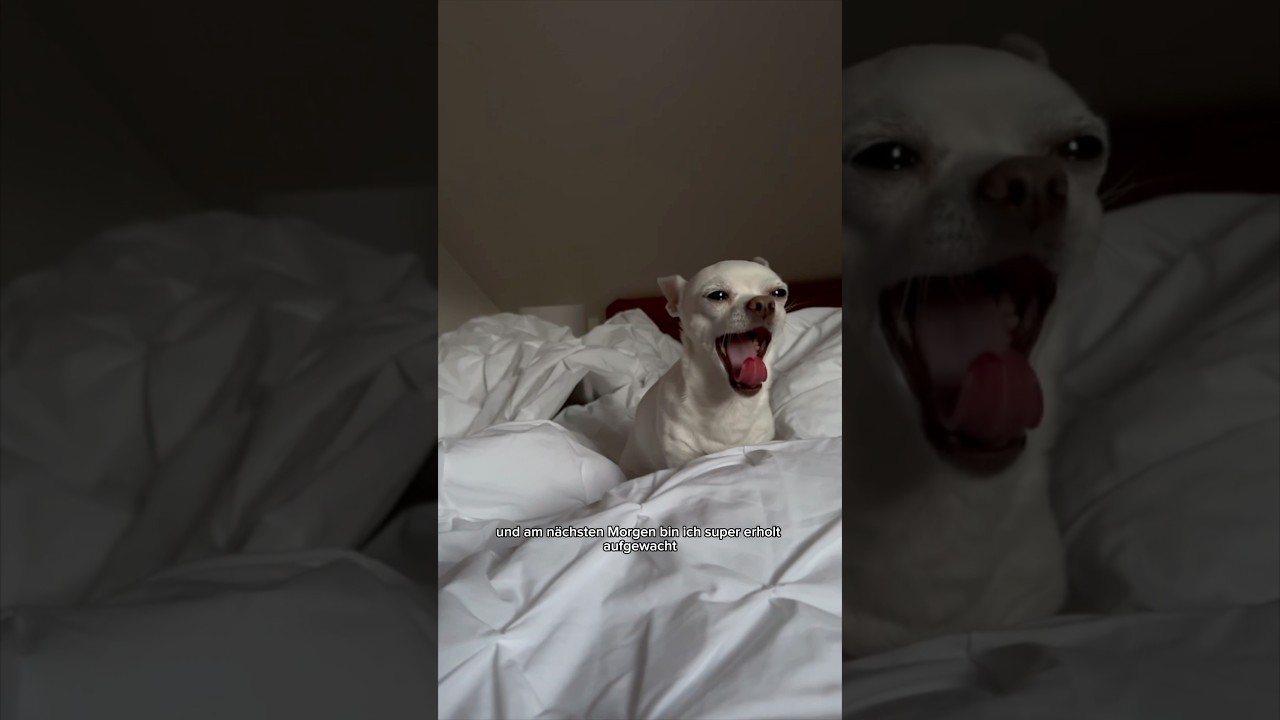 Zuris erstes Video 🐶 Chihuahua im Urlaub #ViktoriaSarina