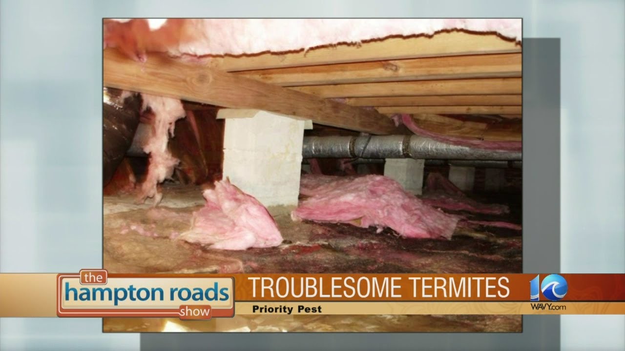 Priority Pest WAVY TV's Pest Control Expert On Your Side