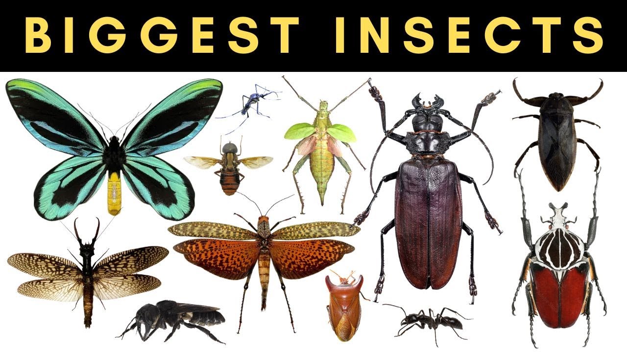 50+ GIANT Insects