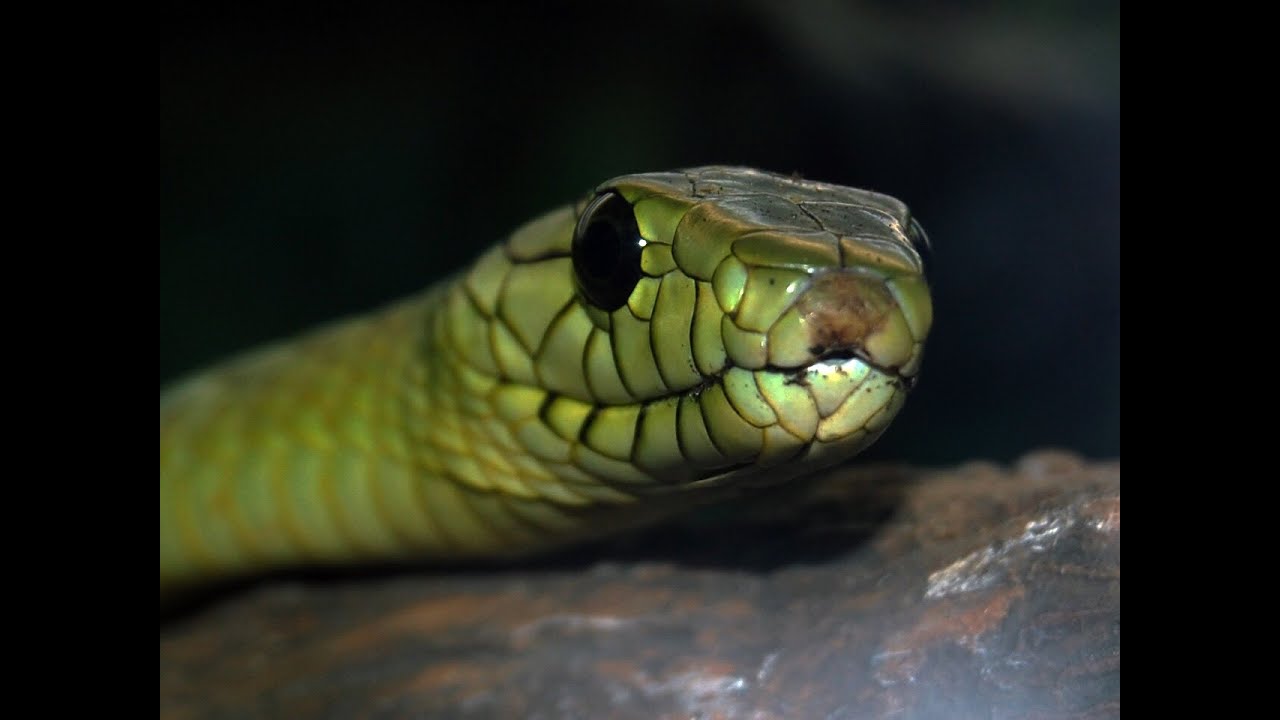 West African Green Mamba - Dendroaspis viridis