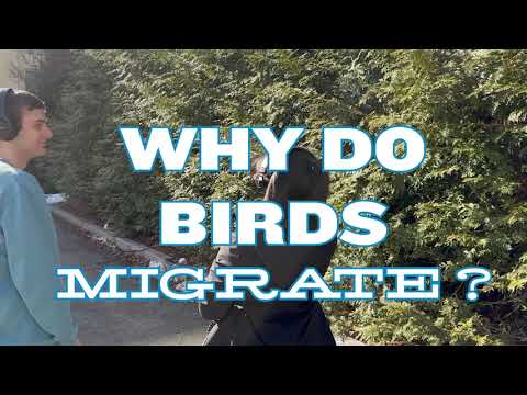 Why do birds migrate?