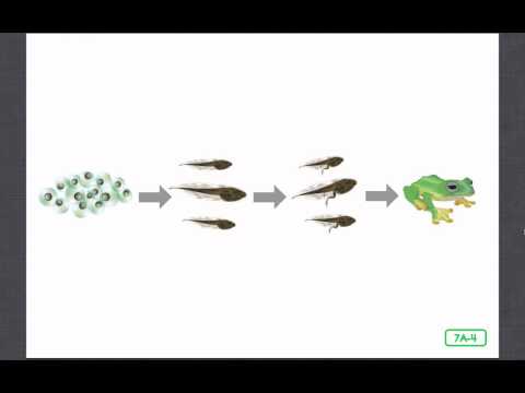 Lesson 7, Life Cycle of a Frog