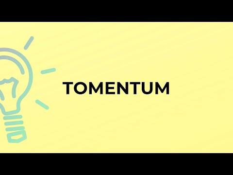 What is the meaning of the word TOMENTUM?