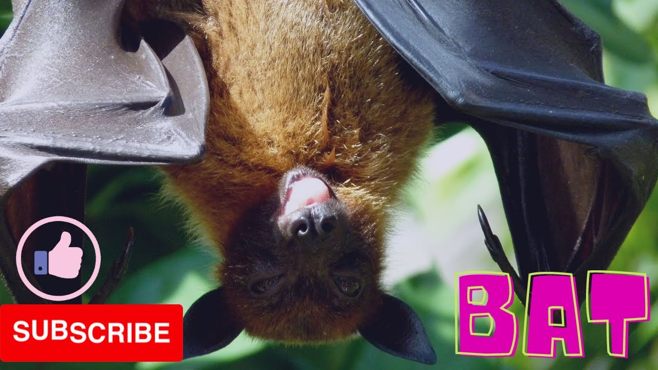 Bat - Introduction, Bat Habitat, Types of Bat, Size, Diet and Lifespan of a bat #bats #mammal