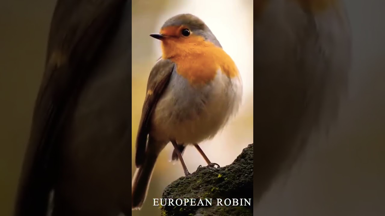 The European robin (Erithacus rubecula)